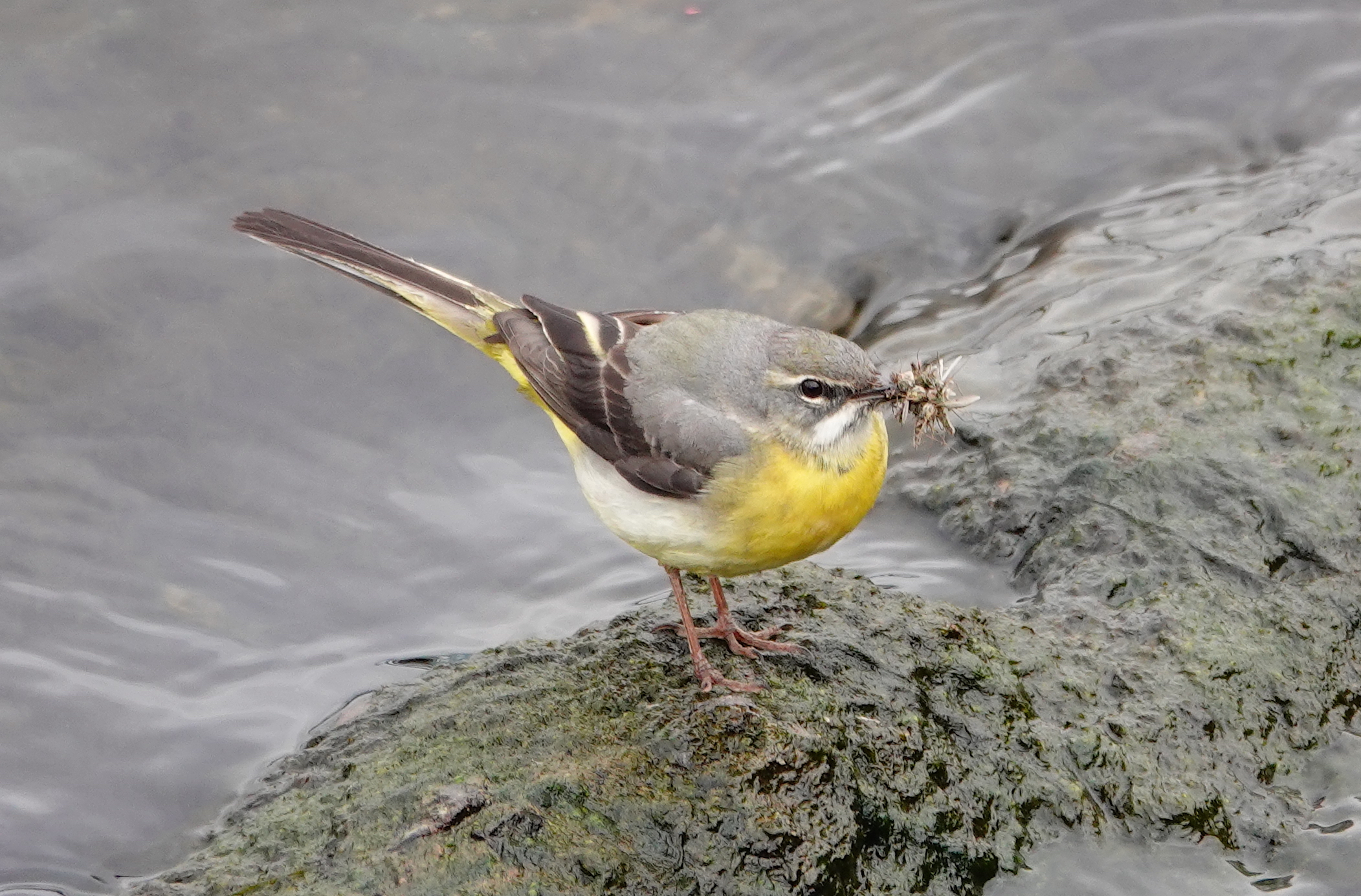 Cardiff Bay – Glamorgan Bird Club