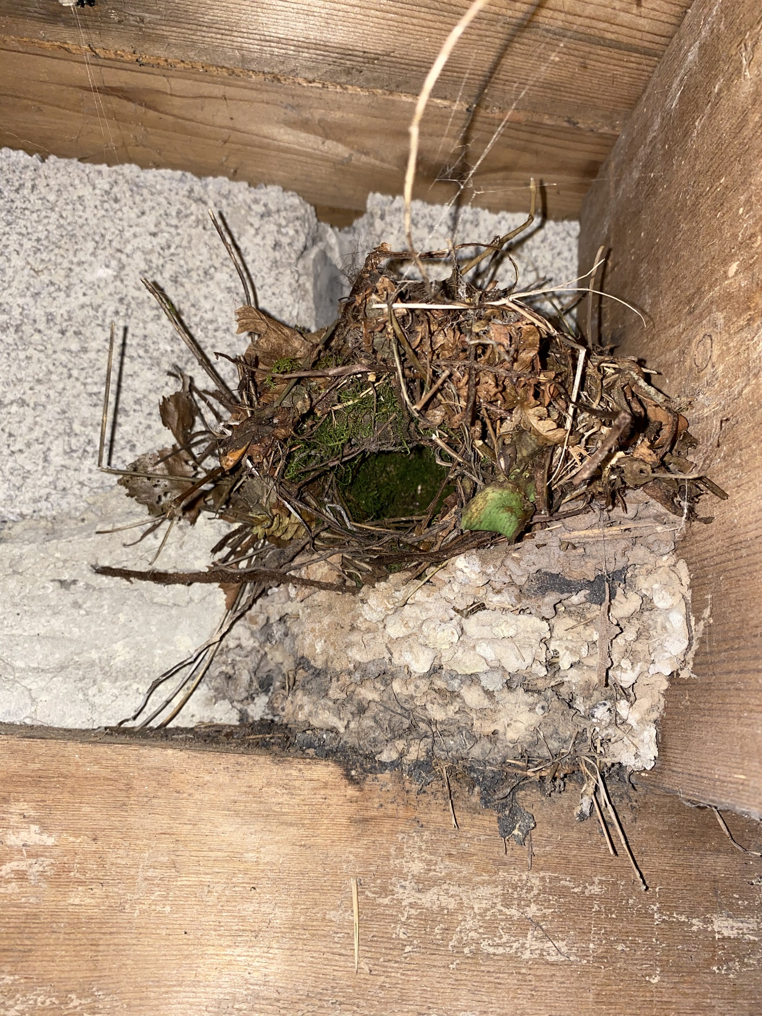Double decker nest – Glamorgan Bird Club
