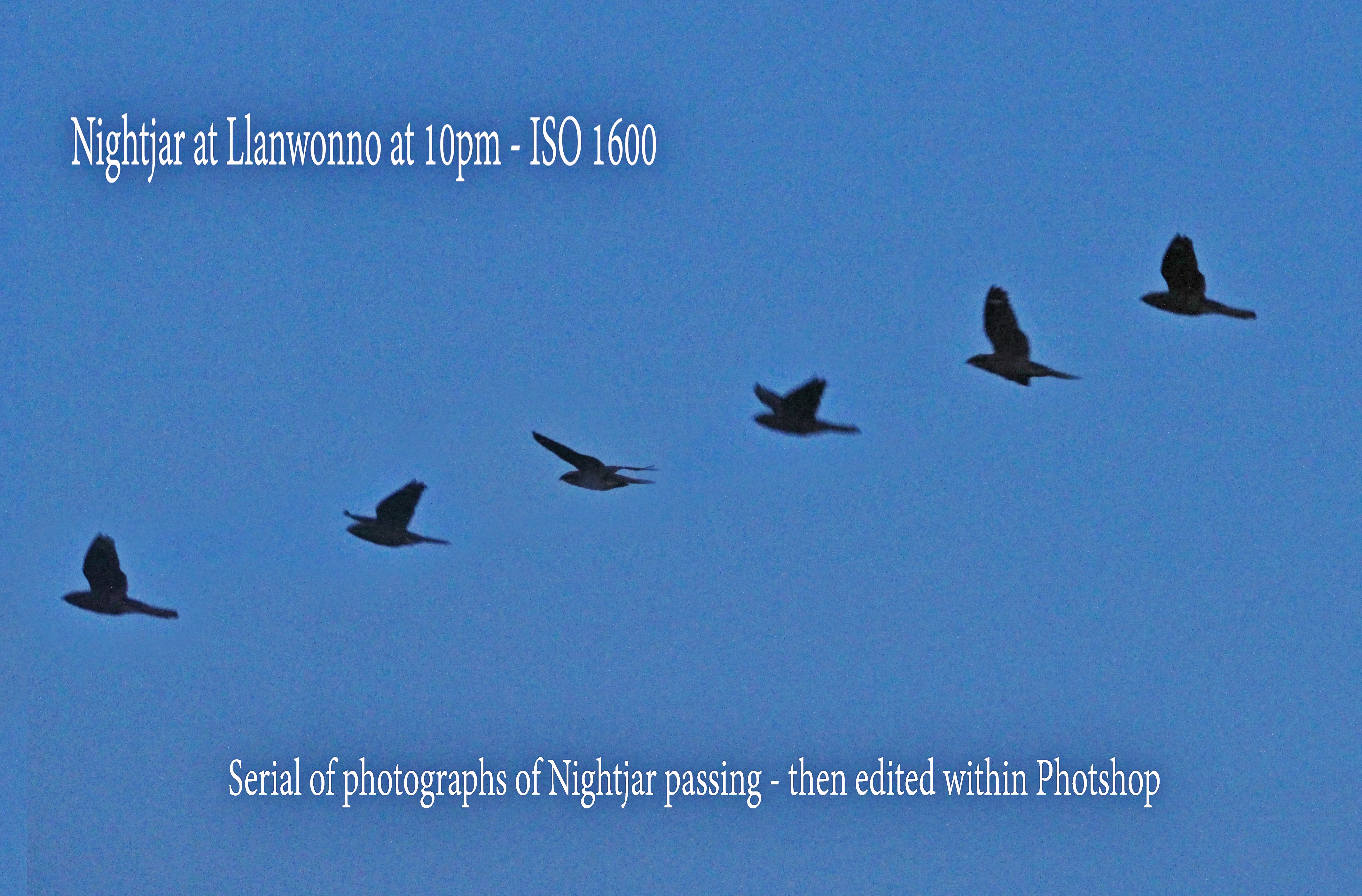 Nightjar from Llanwonne visit – Glamorgan Bird Club