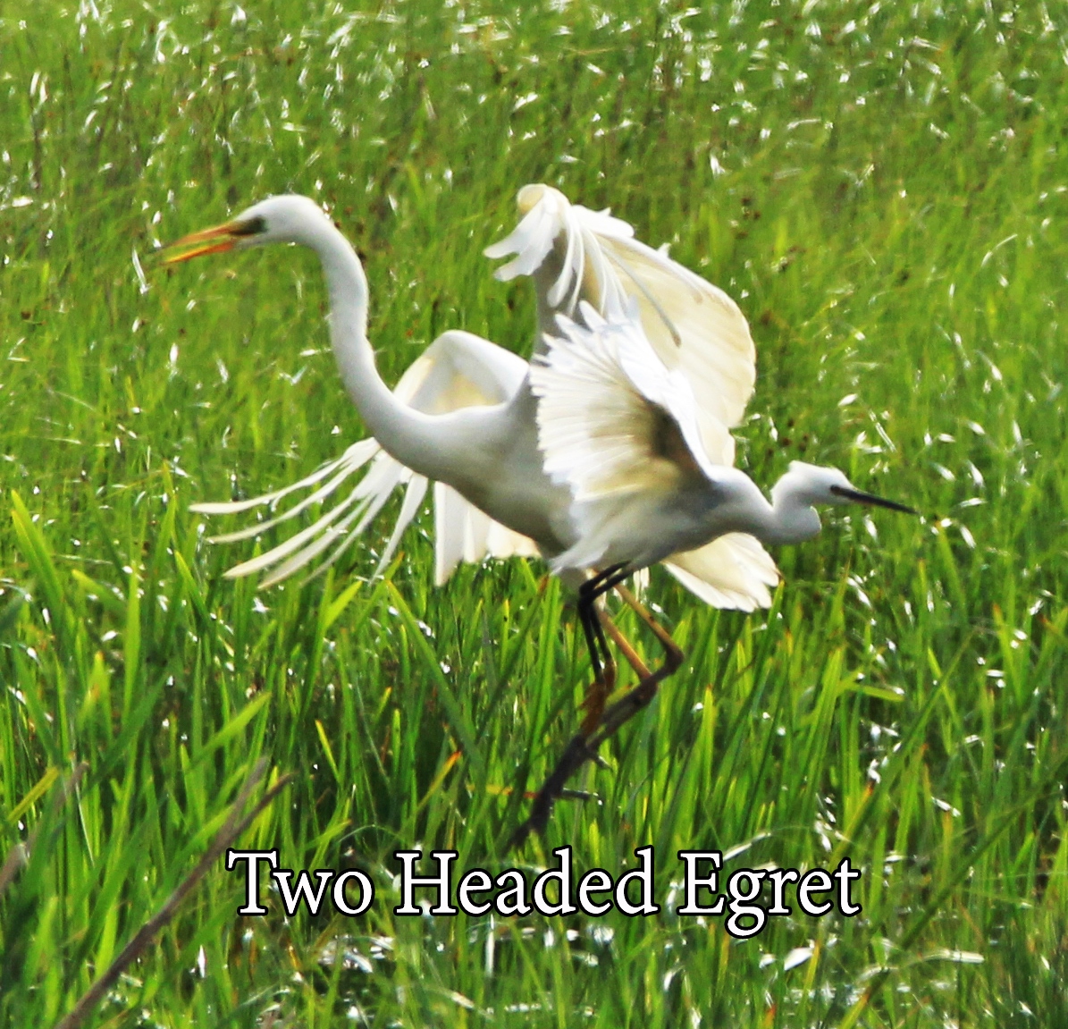 Sightings – Glamorgan Bird Club