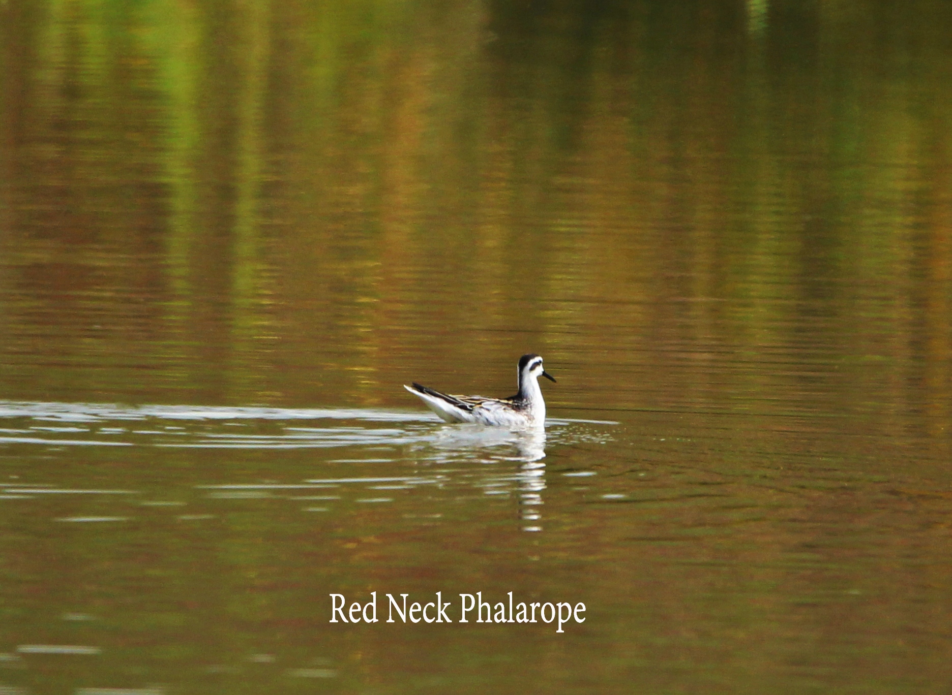 Red Necked Phalarope – Glamorgan Bird Club