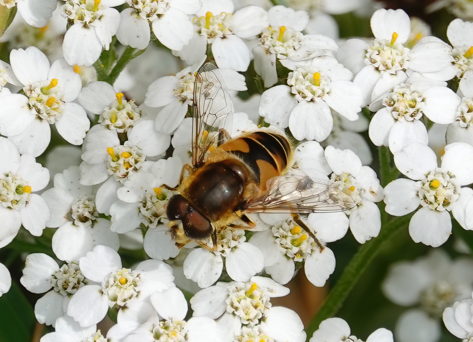 Sightings – Glamorgan Bird Club
