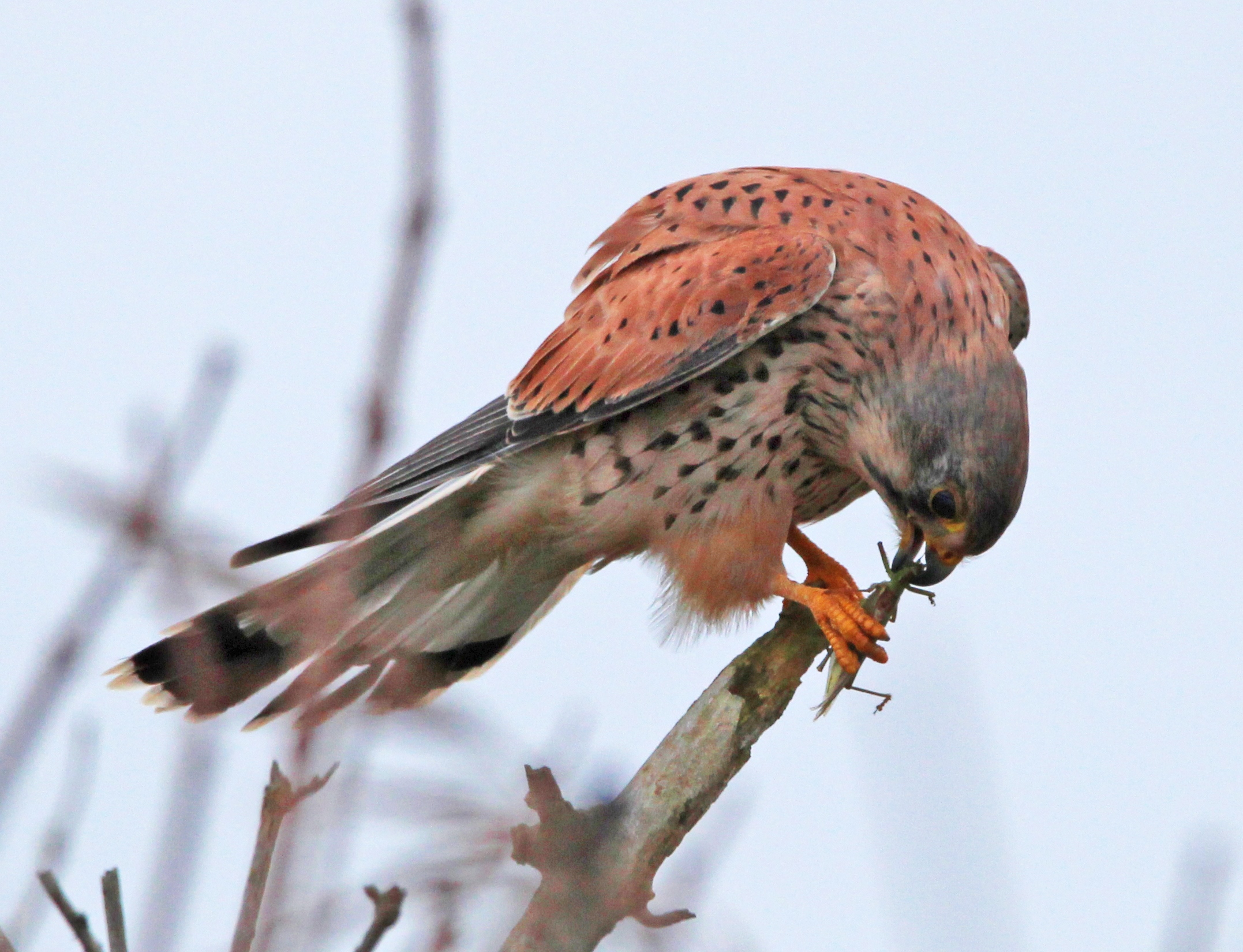 Sightings – Glamorgan Bird Club