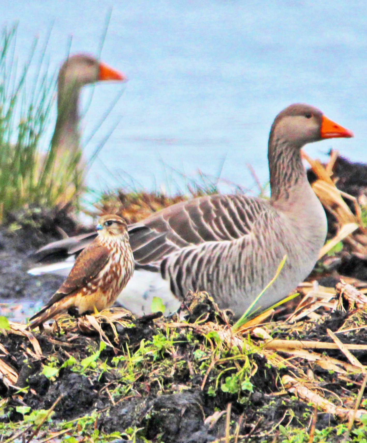 RSPB Grey Lake – Glamorgan Bird Club