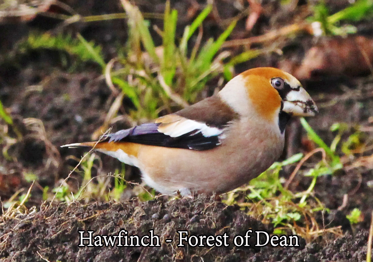 Sightings – Glamorgan Bird Club