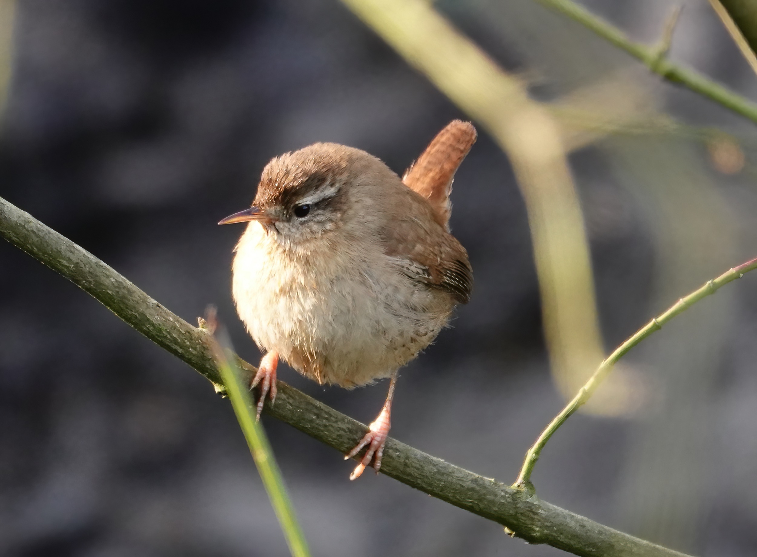 Cosmeston – Glamorgan Bird Club