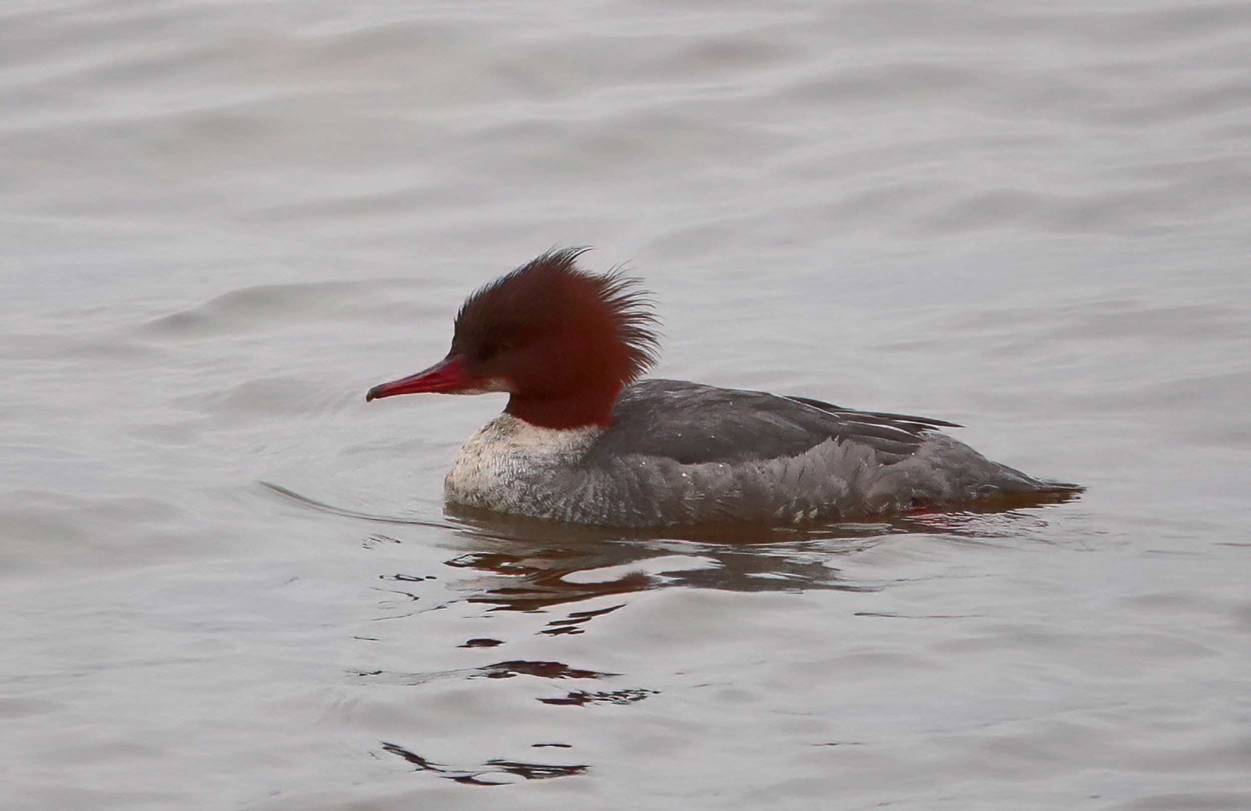 Cardiff Bay – 29 Jan – Glamorgan Bird Club