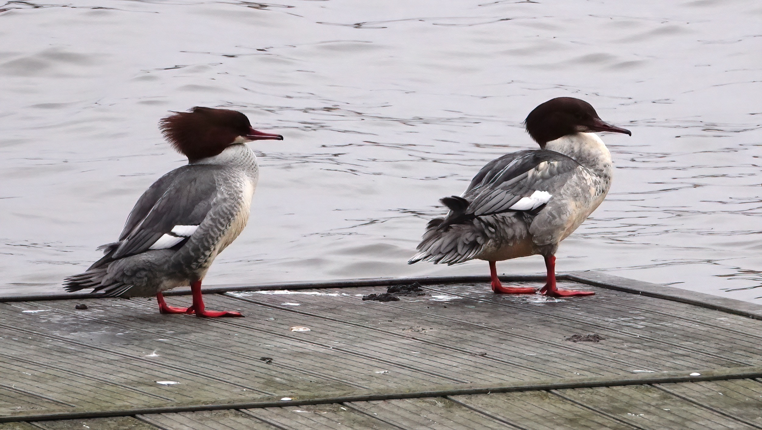 Cardiff Bay – 29 Jan – Glamorgan Bird Club