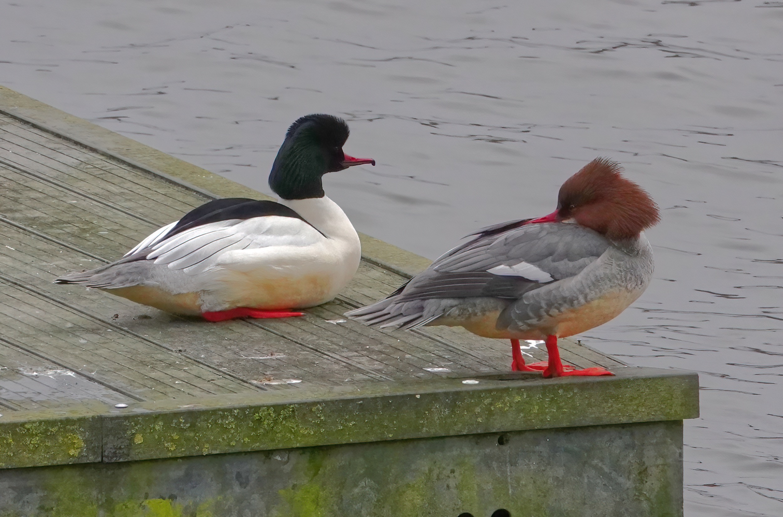 Sightings – Glamorgan Bird Club