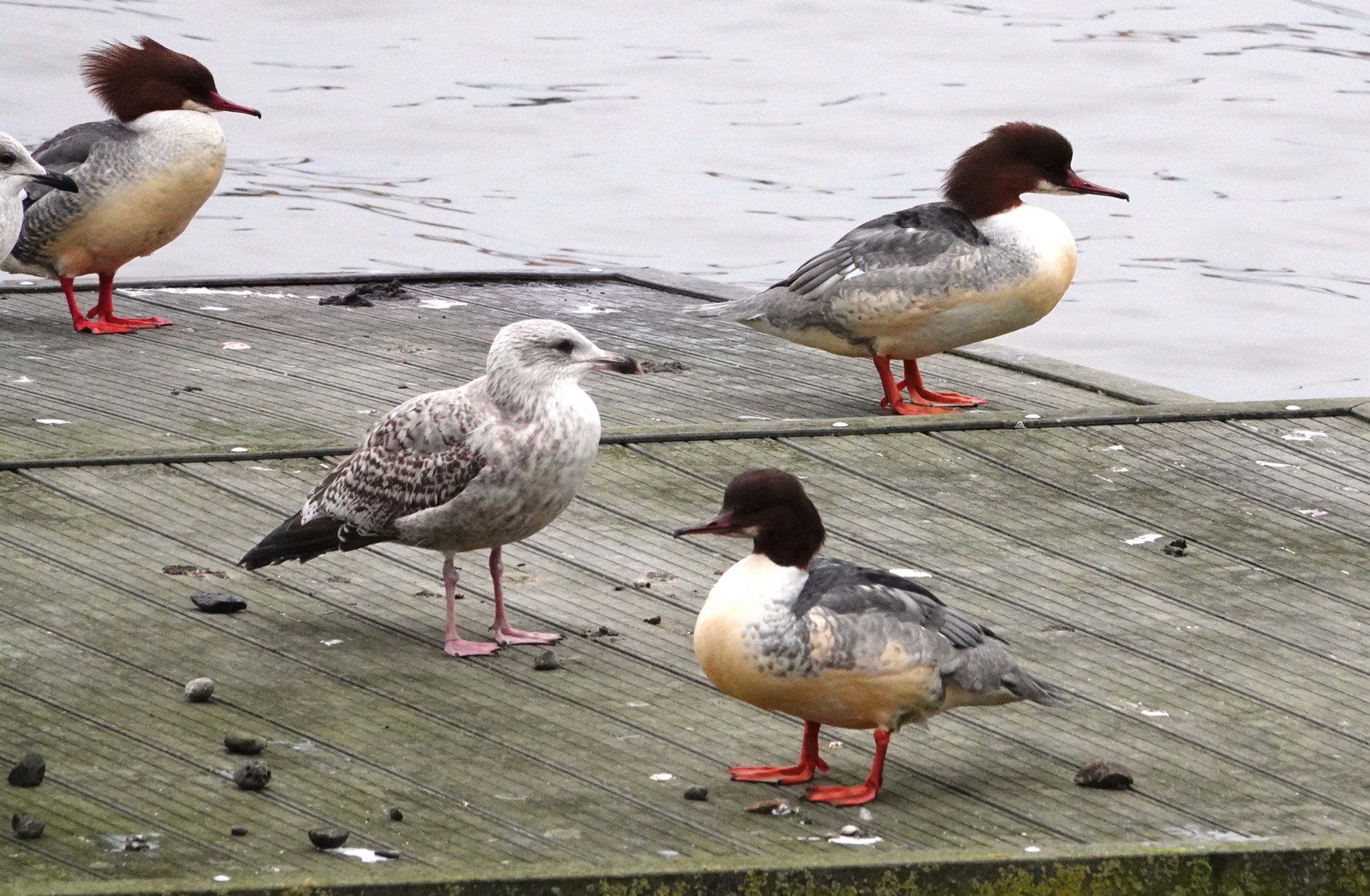 Cardiff Bay – 29 Jan – Glamorgan Bird Club