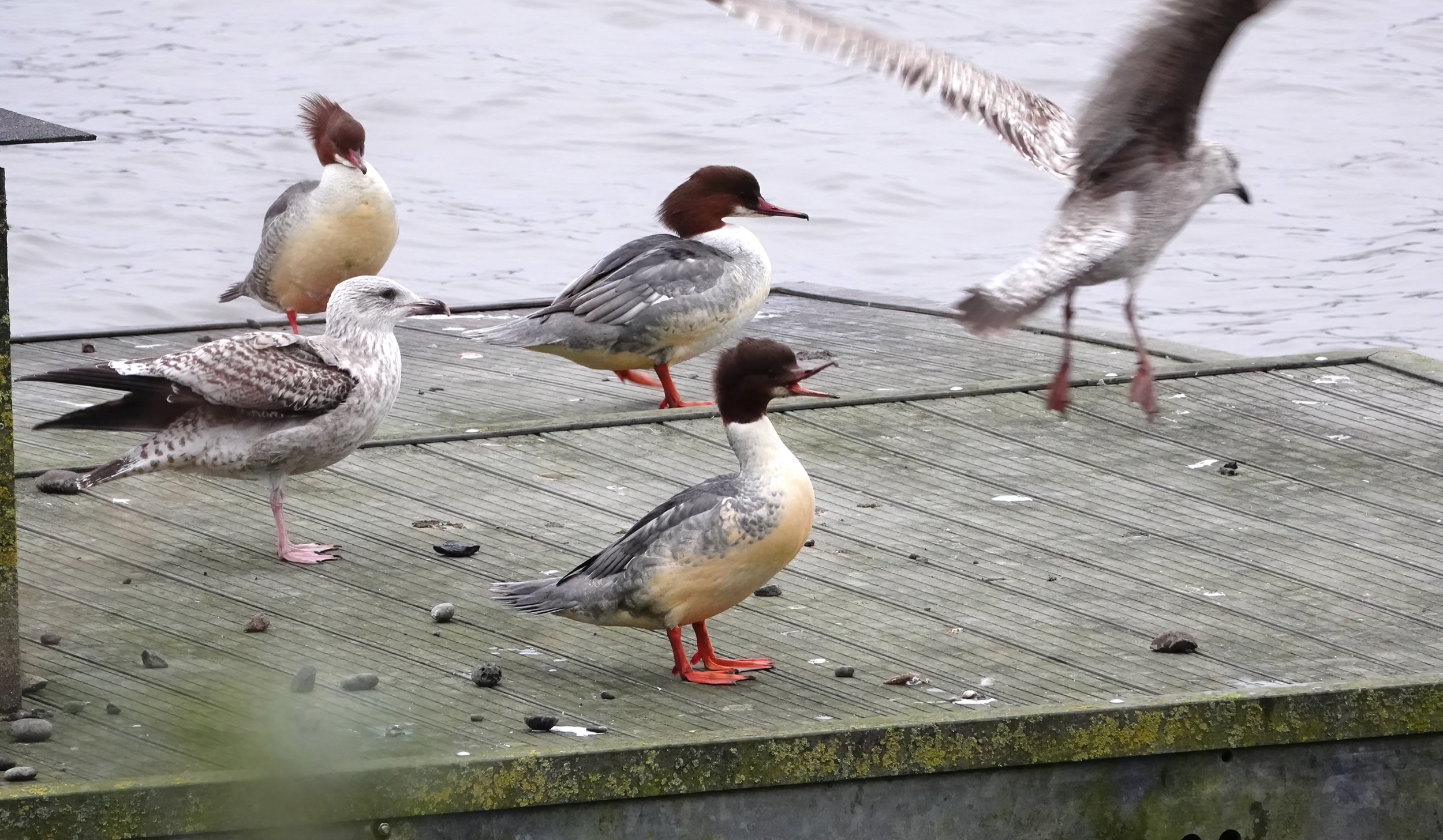 Cardiff Bay – 29 Jan – Glamorgan Bird Club