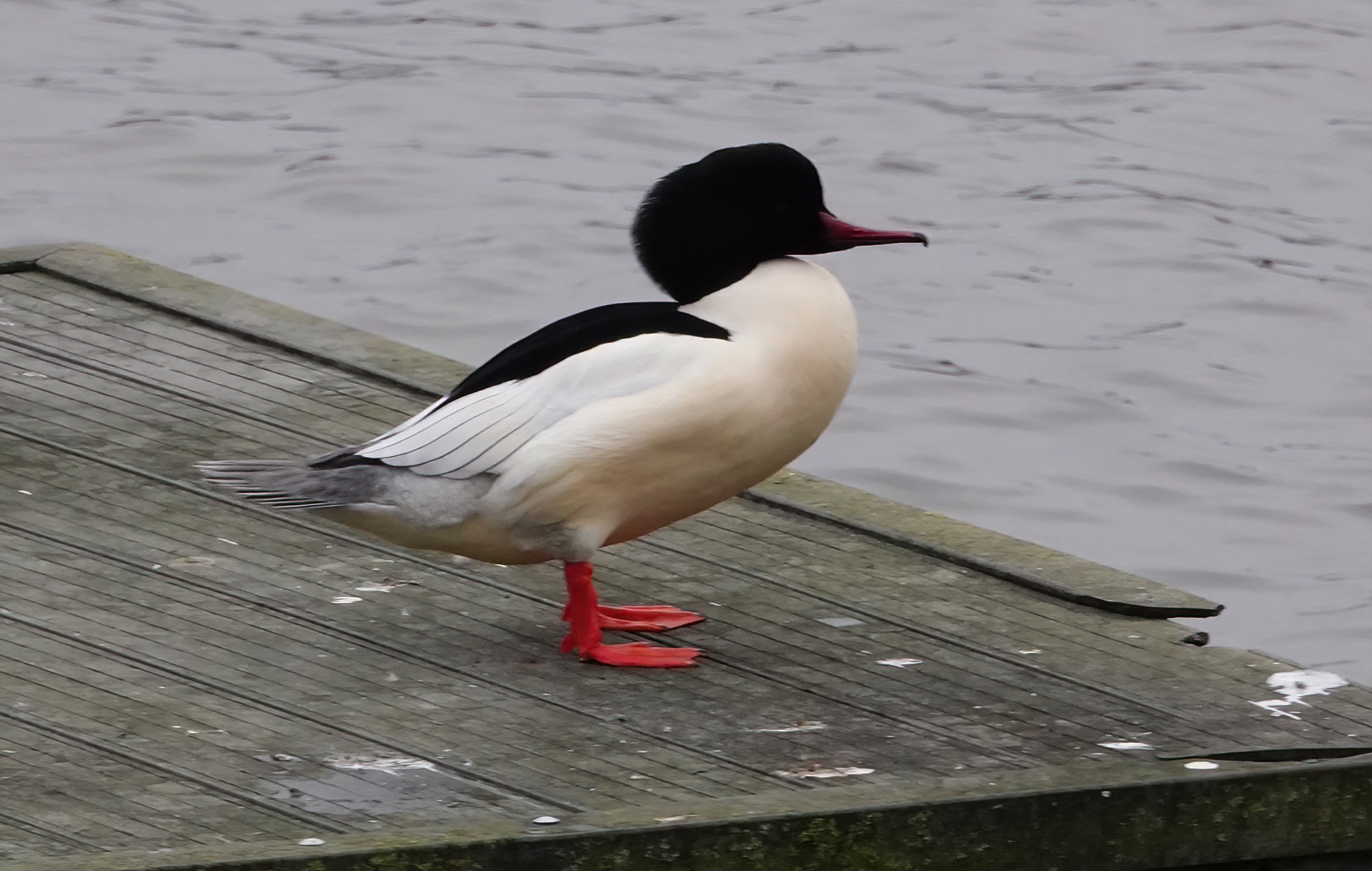 Cardiff Bay – 29 Jan – Glamorgan Bird Club