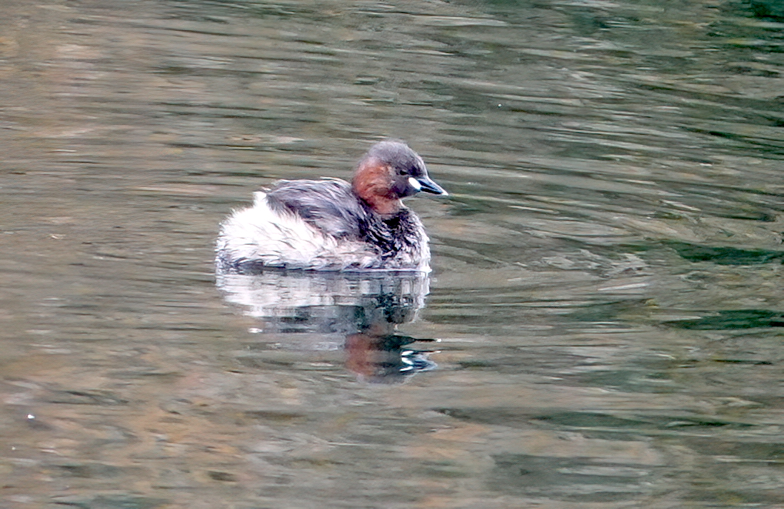 Cosmeston/Barry – Glamorgan Bird Club