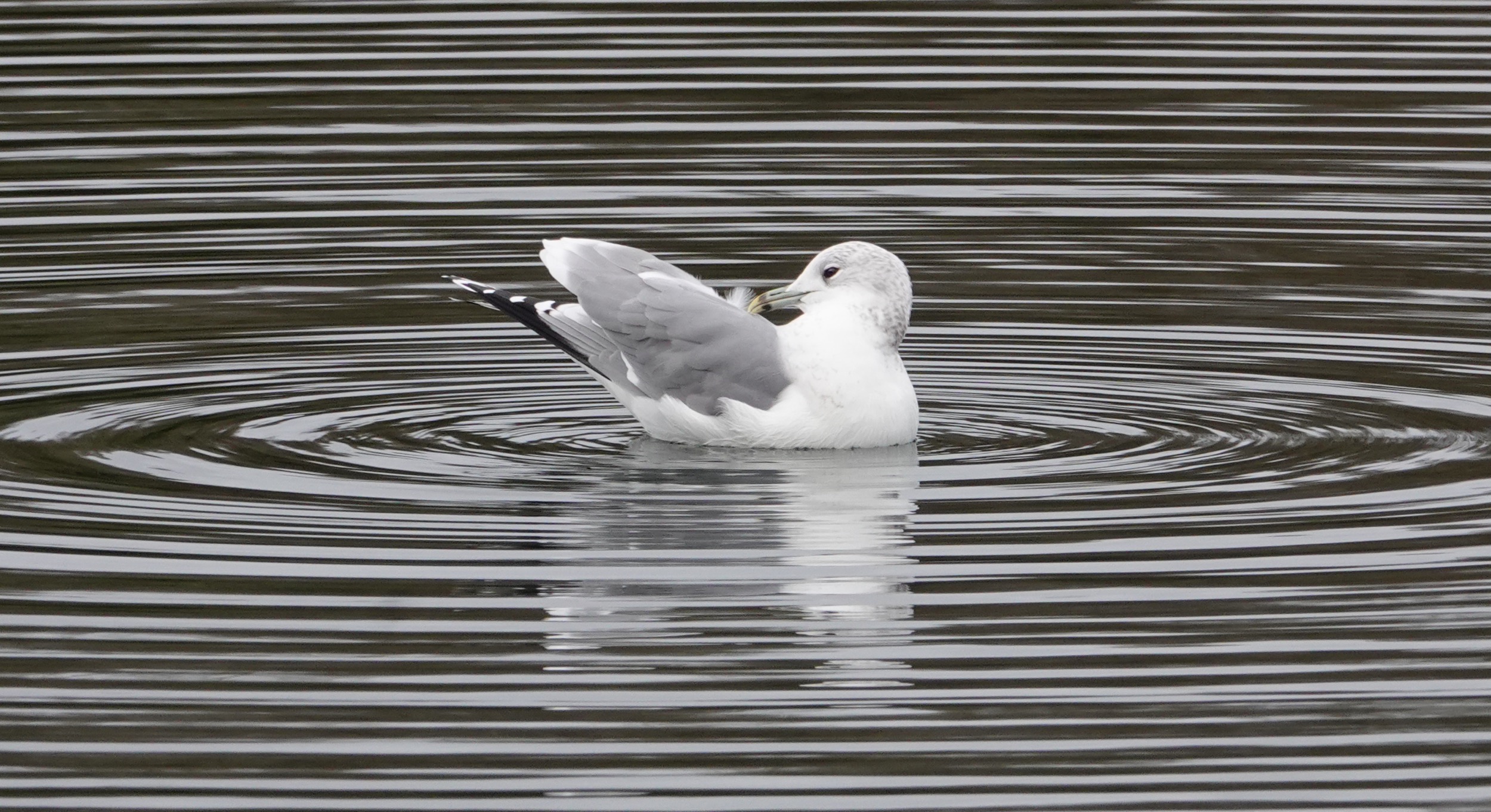 Cosmeston/Barry – Glamorgan Bird Club