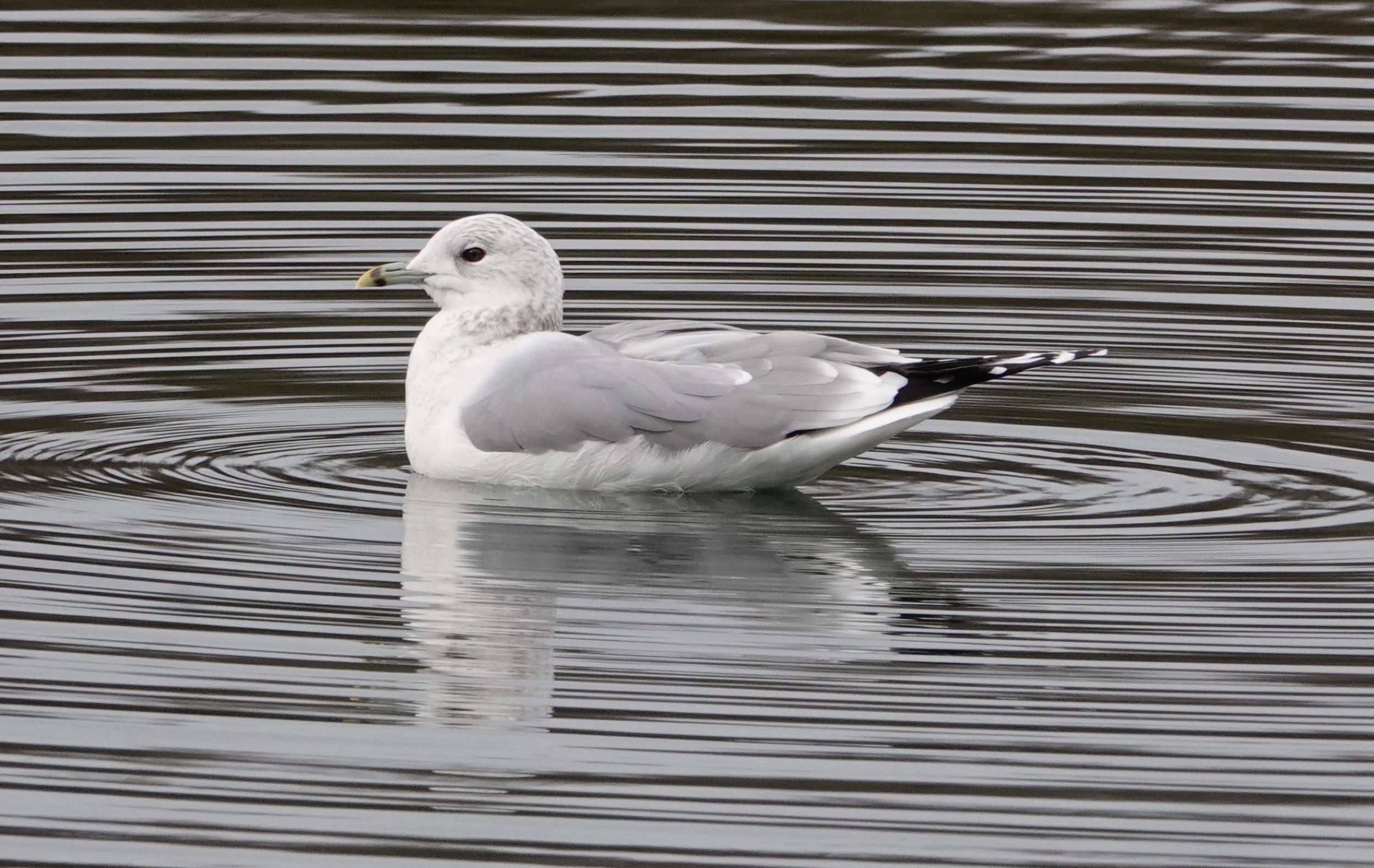 Cosmeston/Barry – Glamorgan Bird Club