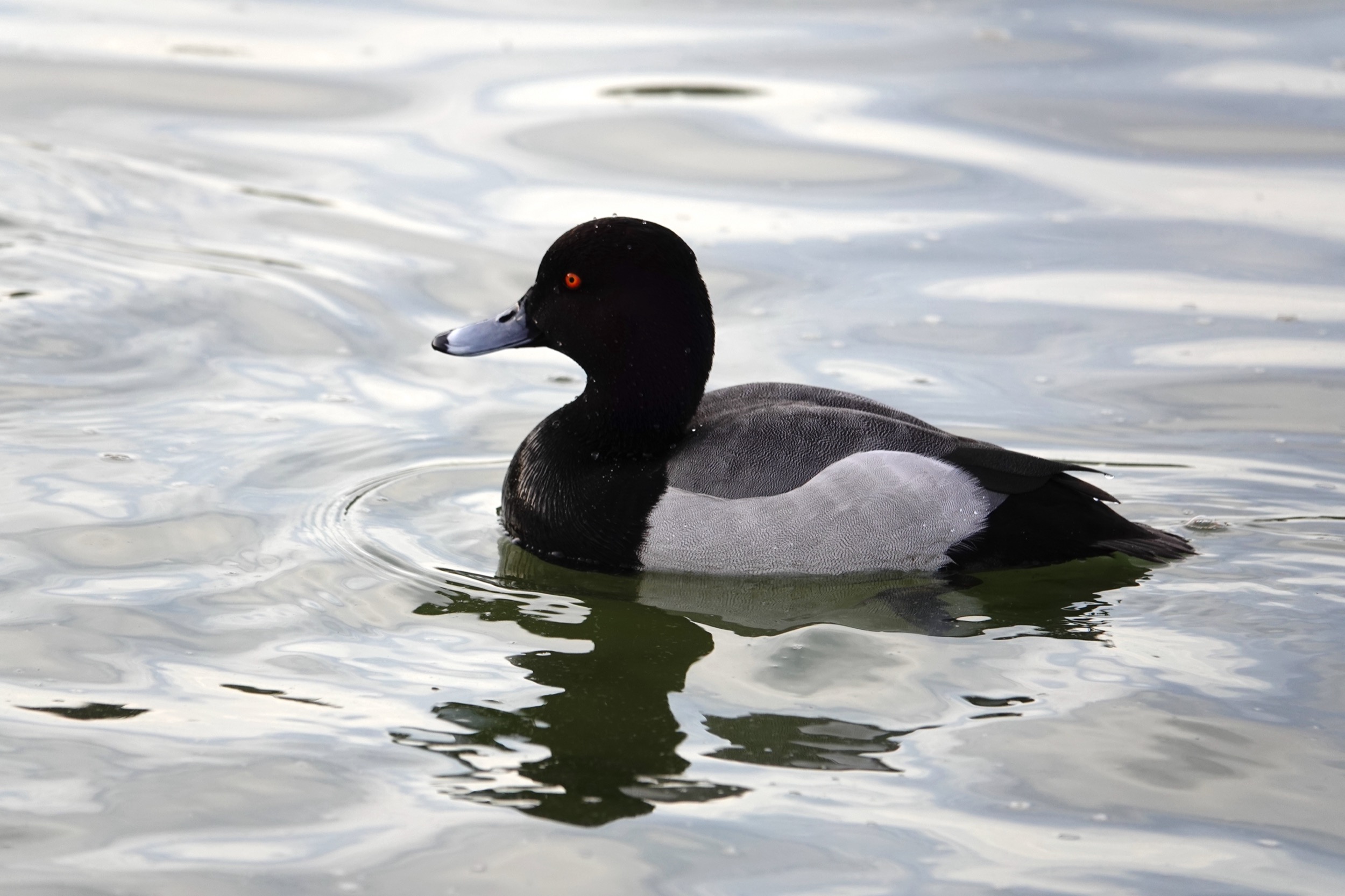 Cosmeston/Barry – Glamorgan Bird Club