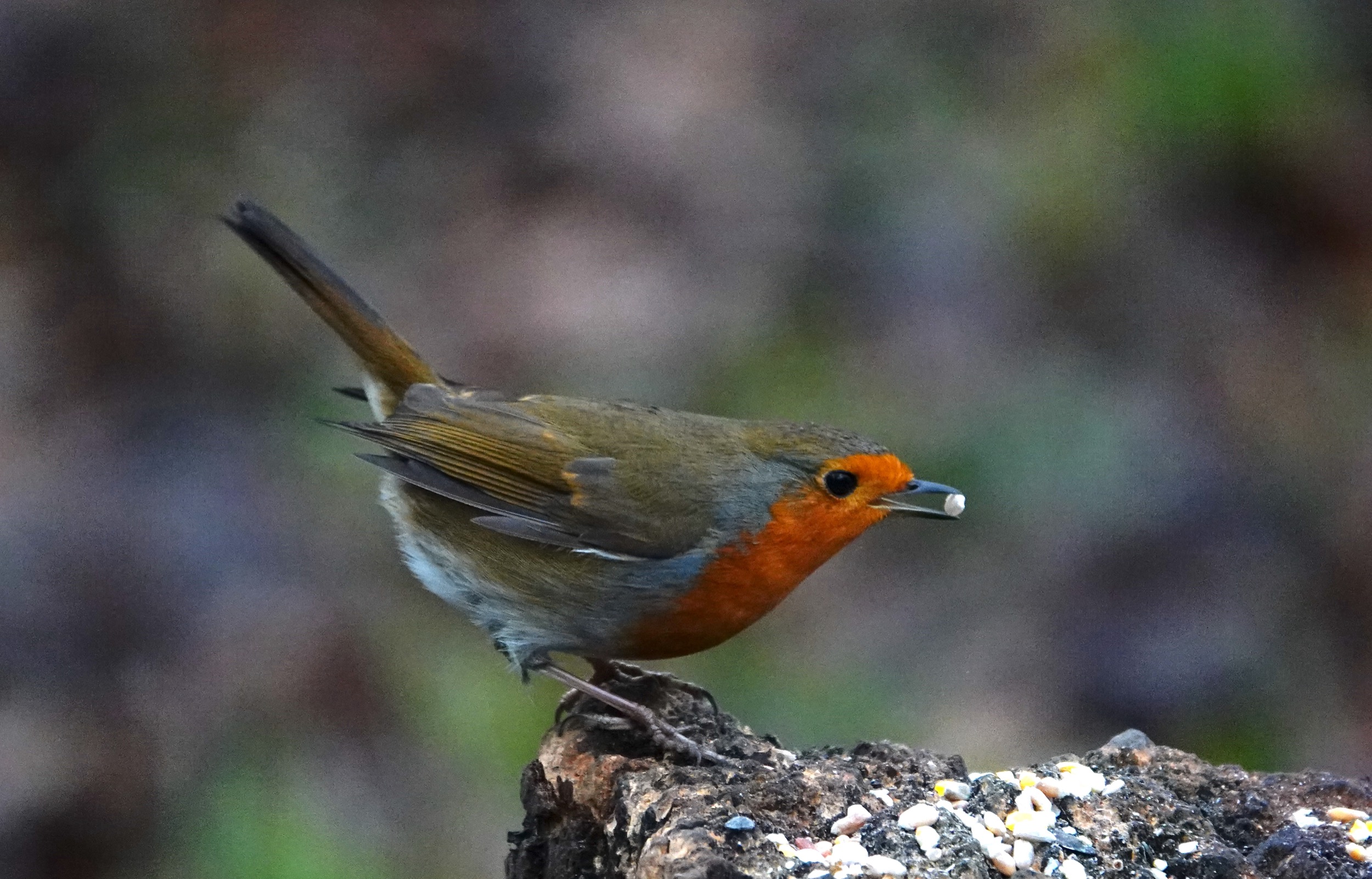 Cosmeston/Barry – Glamorgan Bird Club