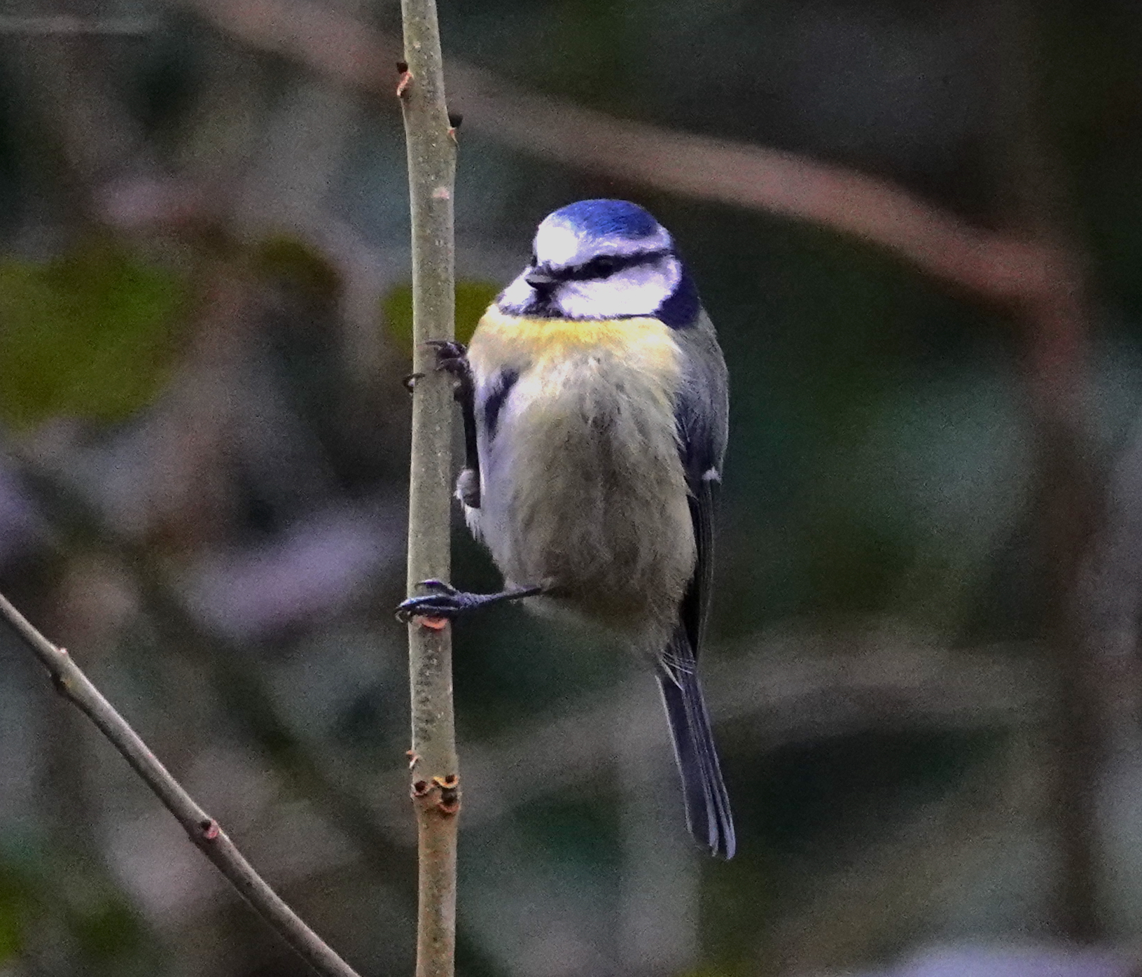 Cosmeston/Barry – Glamorgan Bird Club