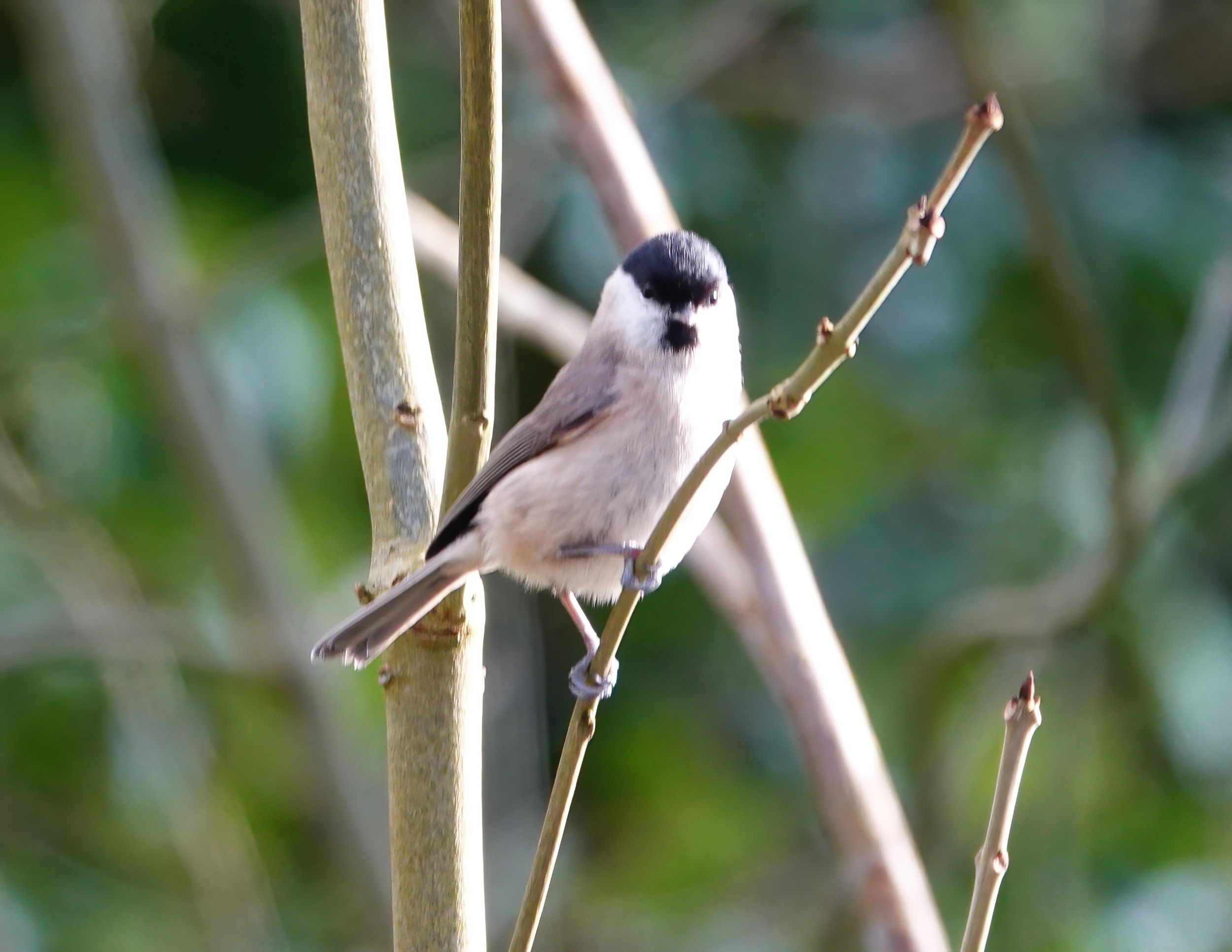 Cosmeston/Barry – Glamorgan Bird Club
