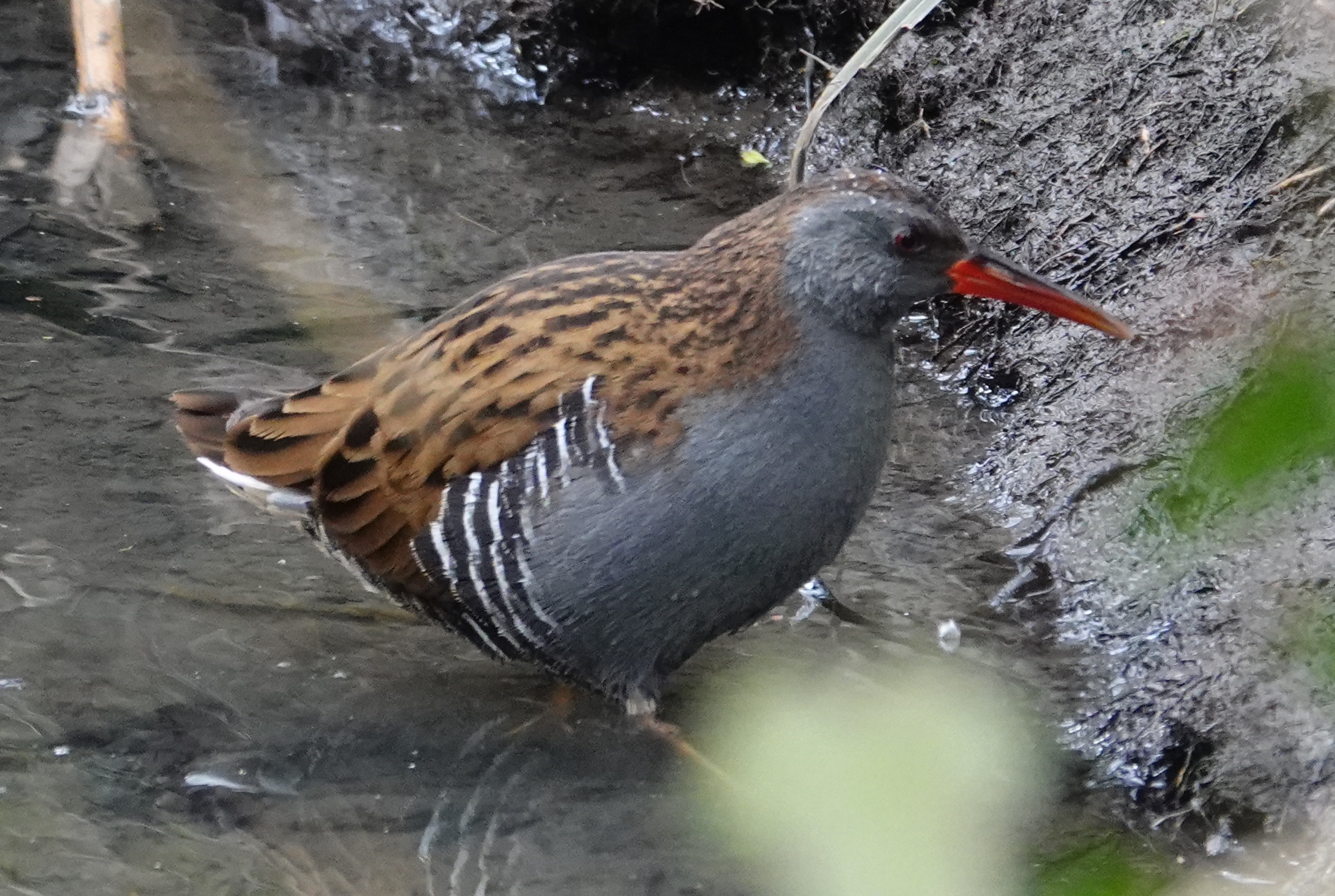 Cosmeston/Cardiff Barrage – Glamorgan Bird Club