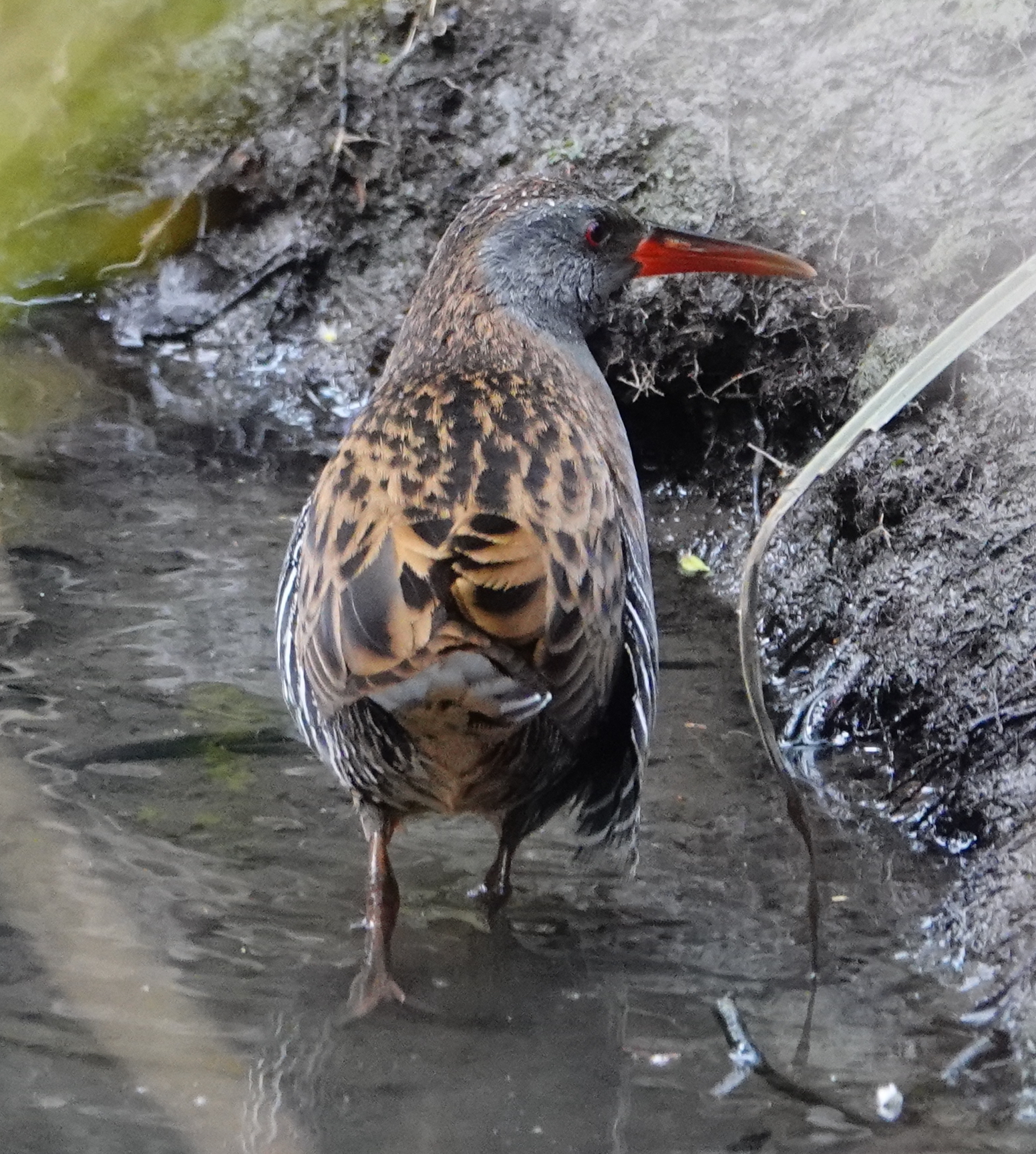 Cosmeston/Cardiff Barrage – Glamorgan Bird Club