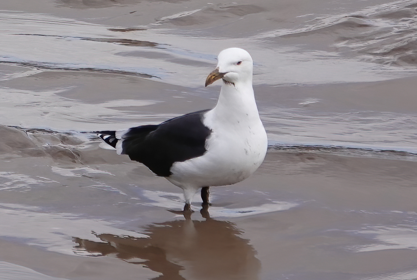 Cosmeston/Cardiff Barrage – Glamorgan Bird Club
