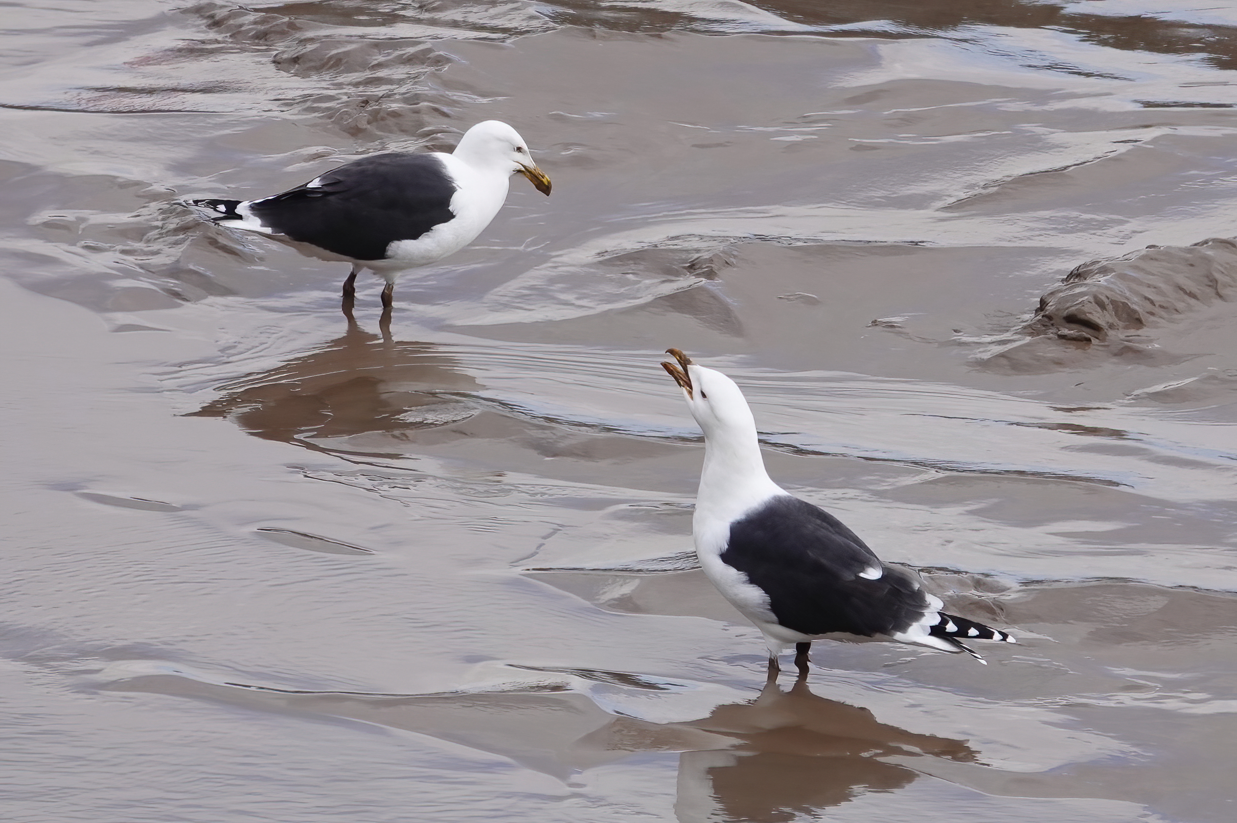 Cosmeston/Cardiff Barrage – Glamorgan Bird Club