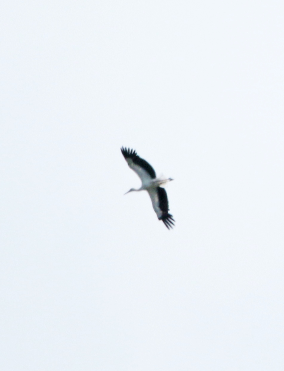 White Stork – RSPB Ham Wall – 08 June 2025 – Glamorgan Bird Club