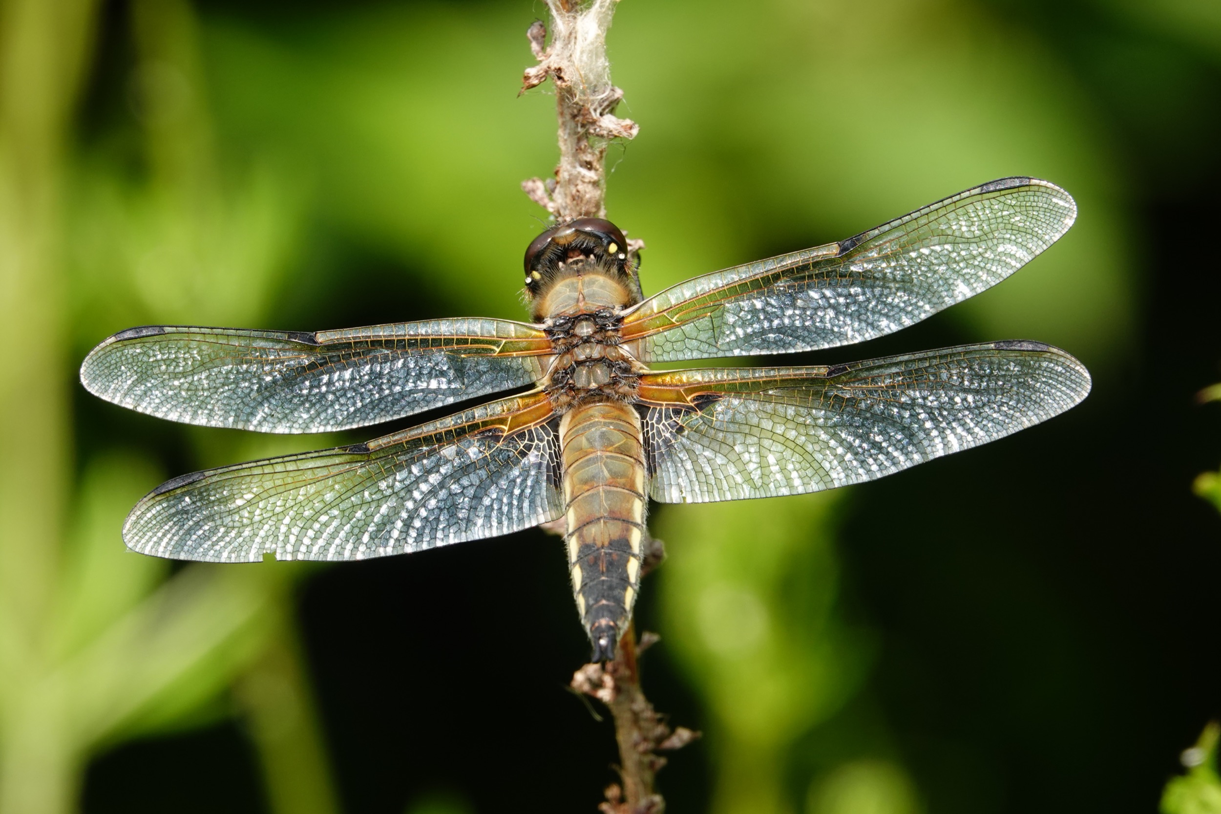 Field trip to Ham Wall & Shapwick 8 June ’25 – Glamorgan Bird Club