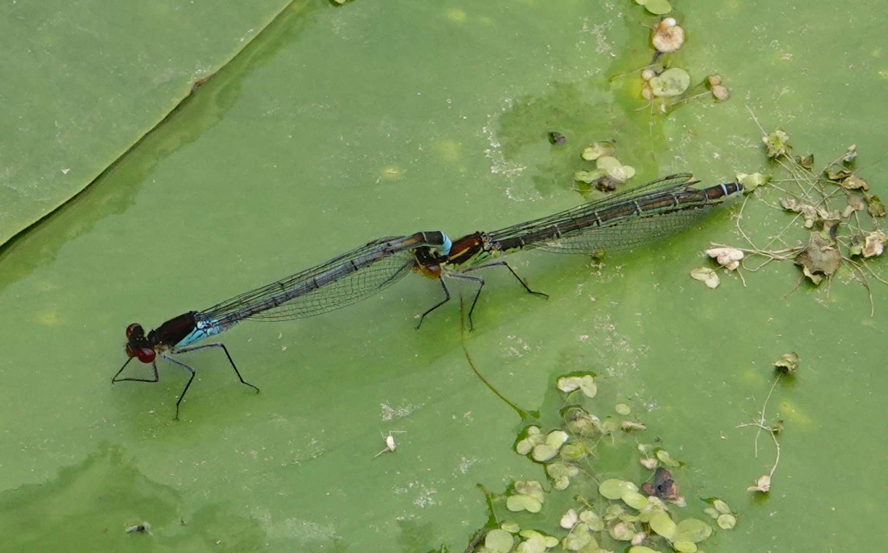 Field trip to Ham Wall & Shapwick 8 June ’25 – Glamorgan Bird Club