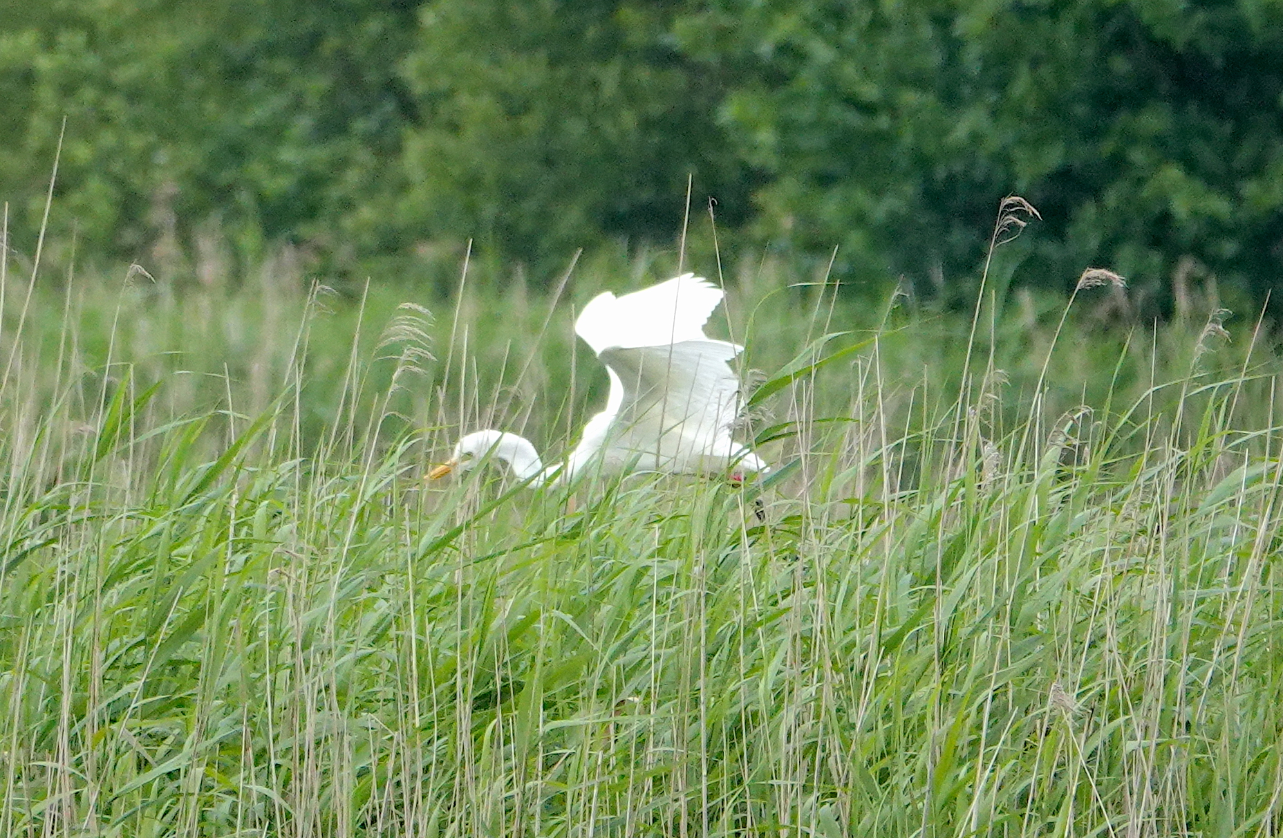 Field trip to Ham Wall & Shapwick 8 June ’25 – Glamorgan Bird Club