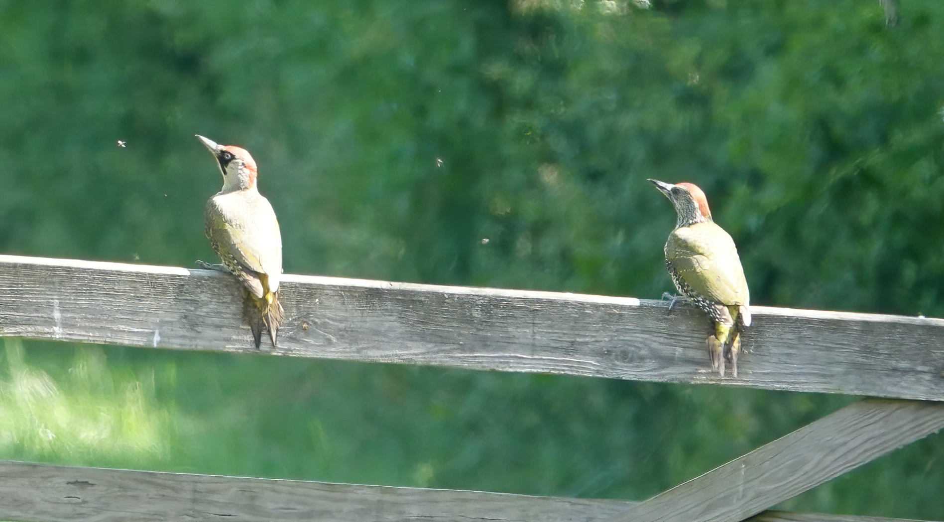 Cosmeston – Glamorgan Bird Club
