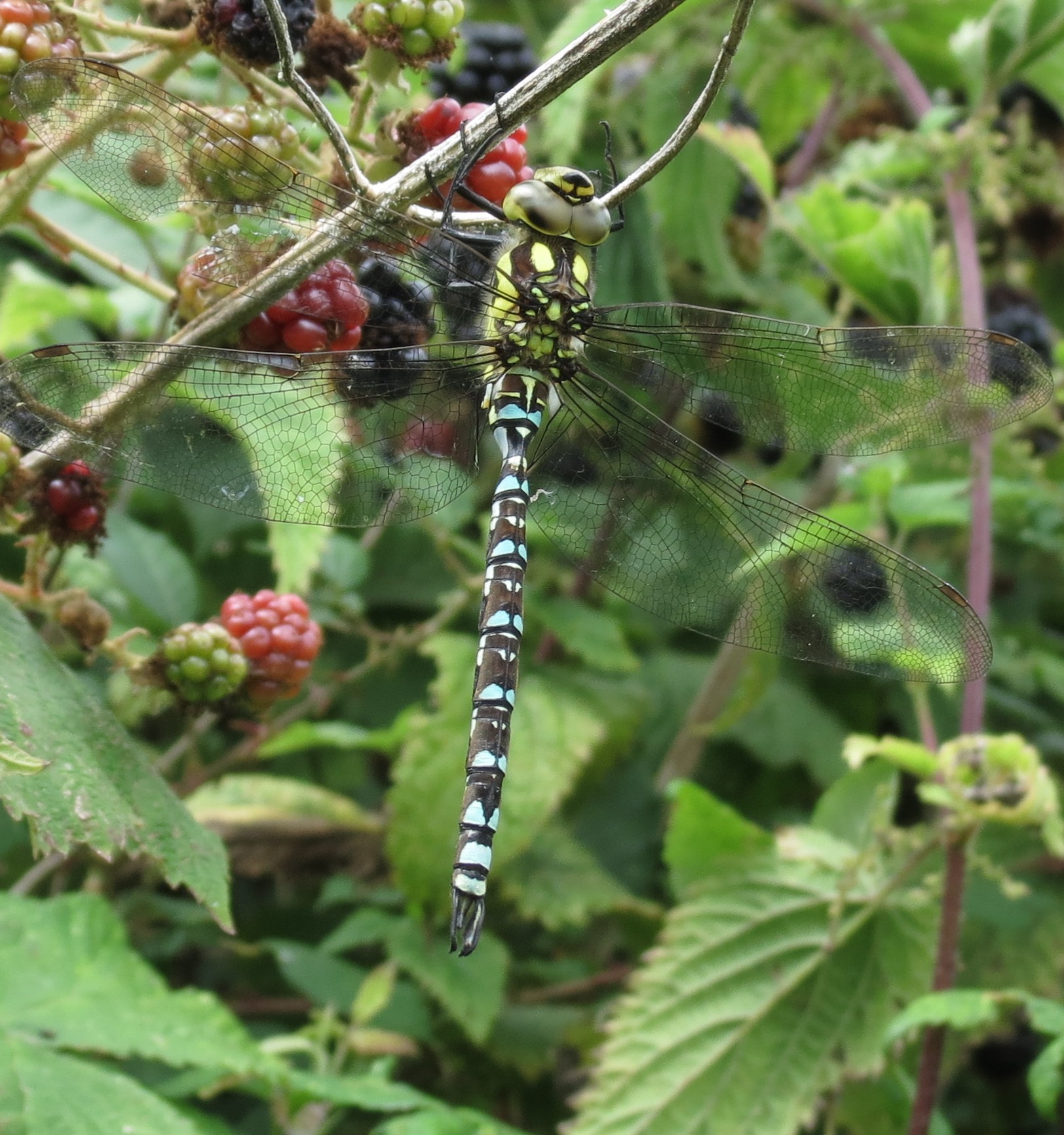 Hendre Lake – Glamorgan Bird Club