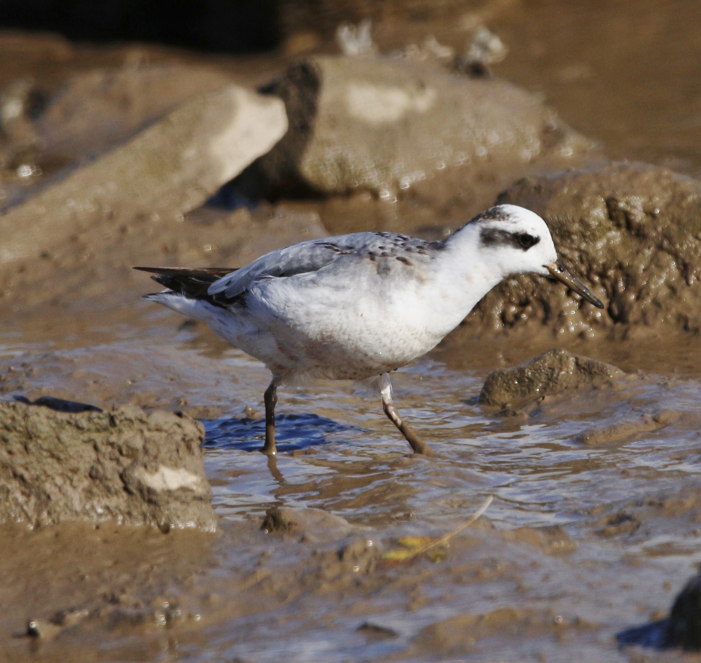 Grey Phalaropes – Glamorgan Bird Club