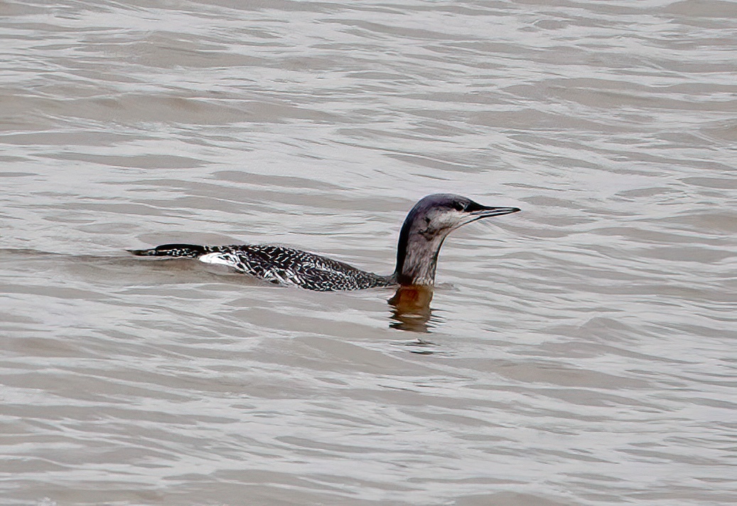 Cardiff Bay Barrage – Glamorgan Bird Club