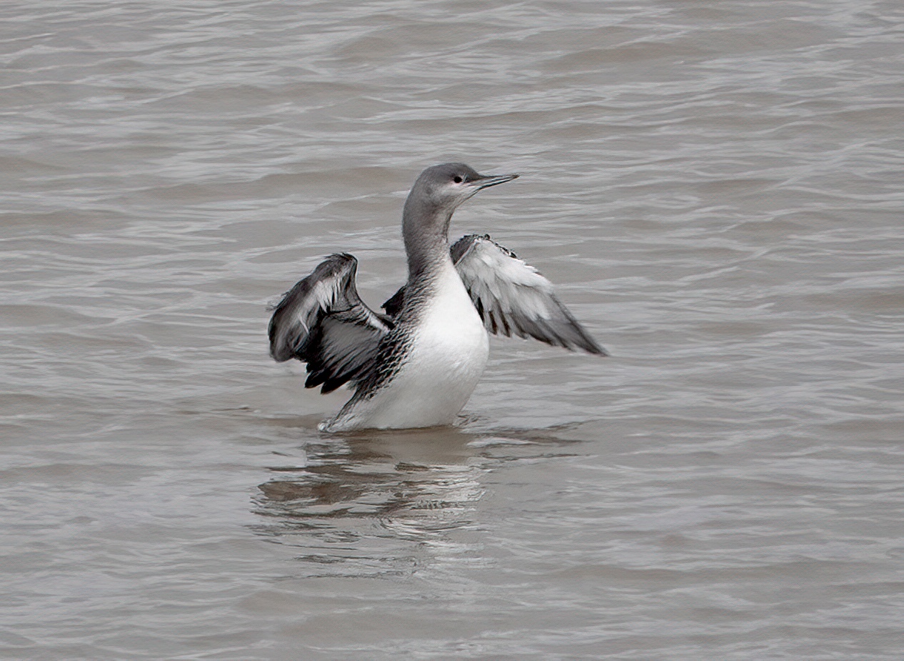 Cardiff Bay Barrage – Glamorgan Bird Club