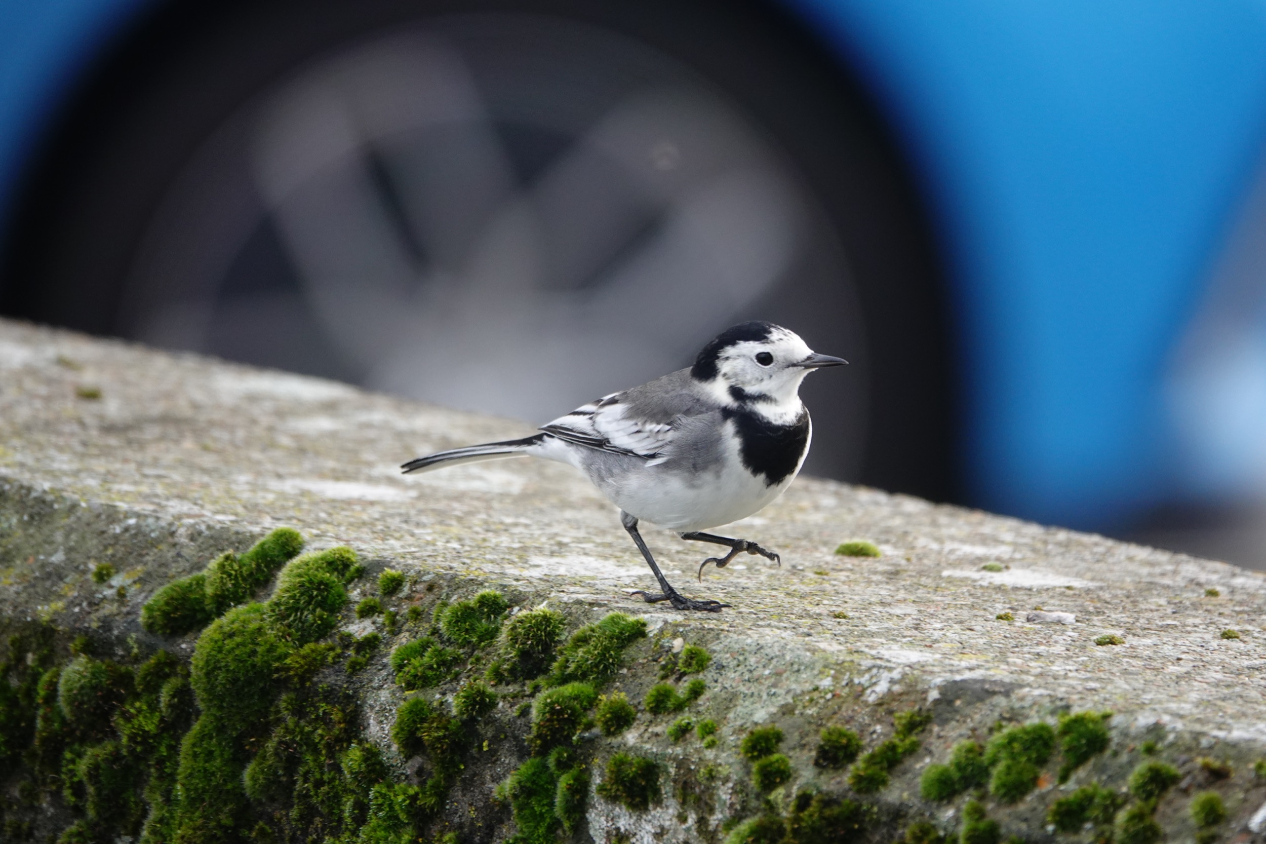 Cardiff Bay Barrage – Glamorgan Bird Club