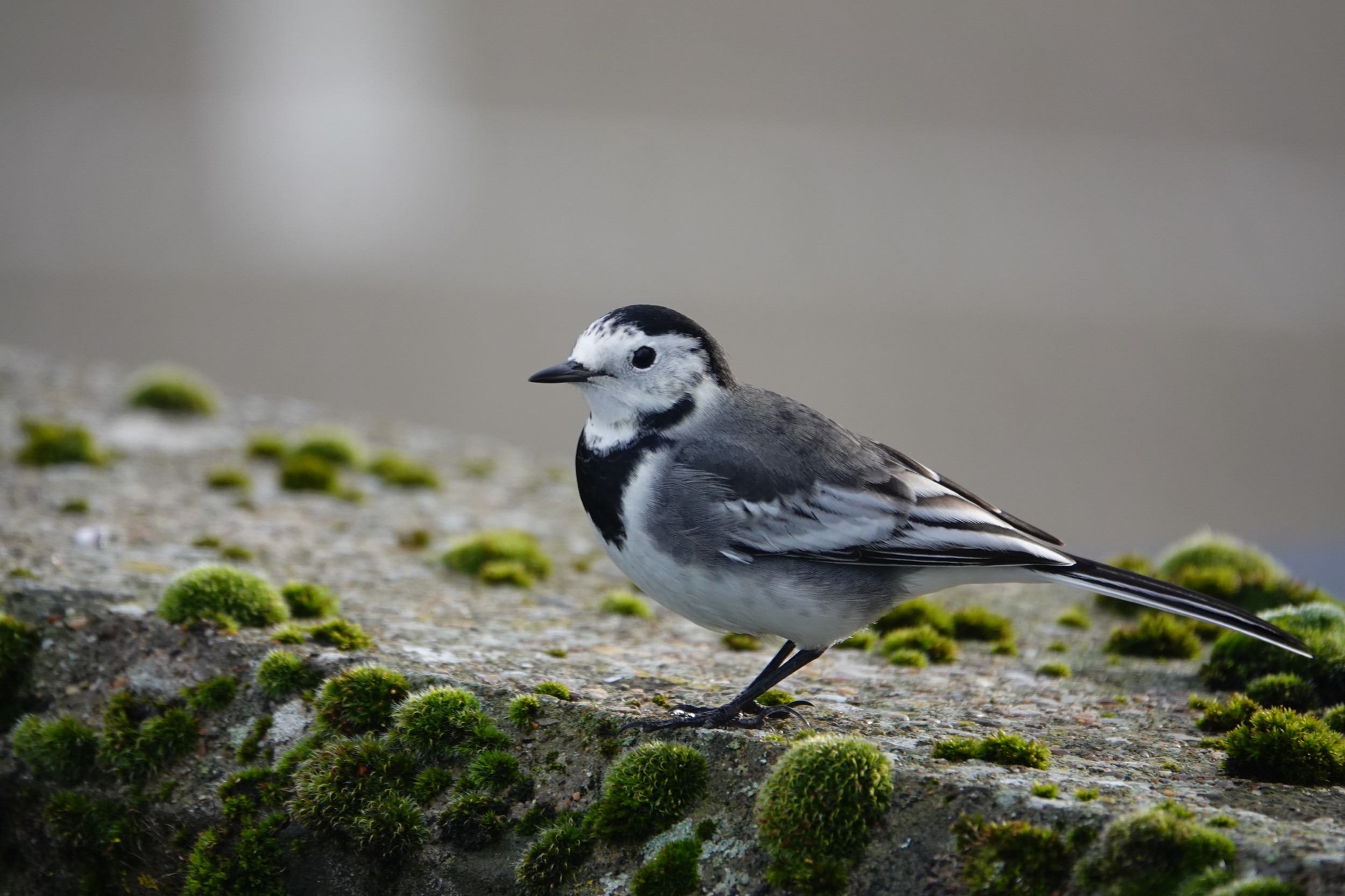 Cardiff Bay Barrage – Glamorgan Bird Club