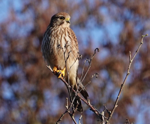 Cosmeston – Glamorgan Bird Club