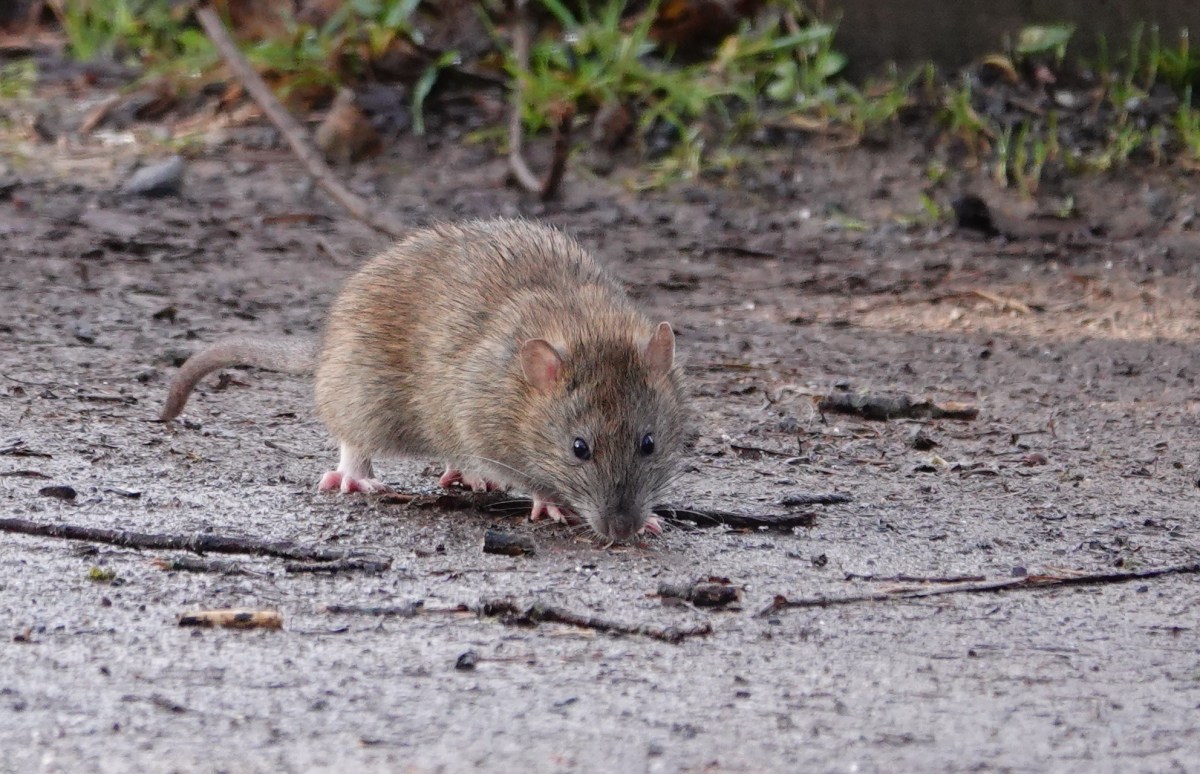 Cosmeston – Glamorgan Bird Club