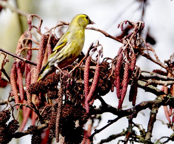Cosmeston – Glamorgan Bird Club
