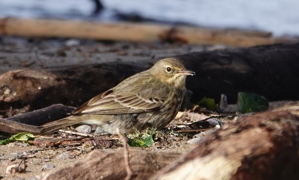 Cosmeston & Cardiff Bay – Glamorgan Bird Club