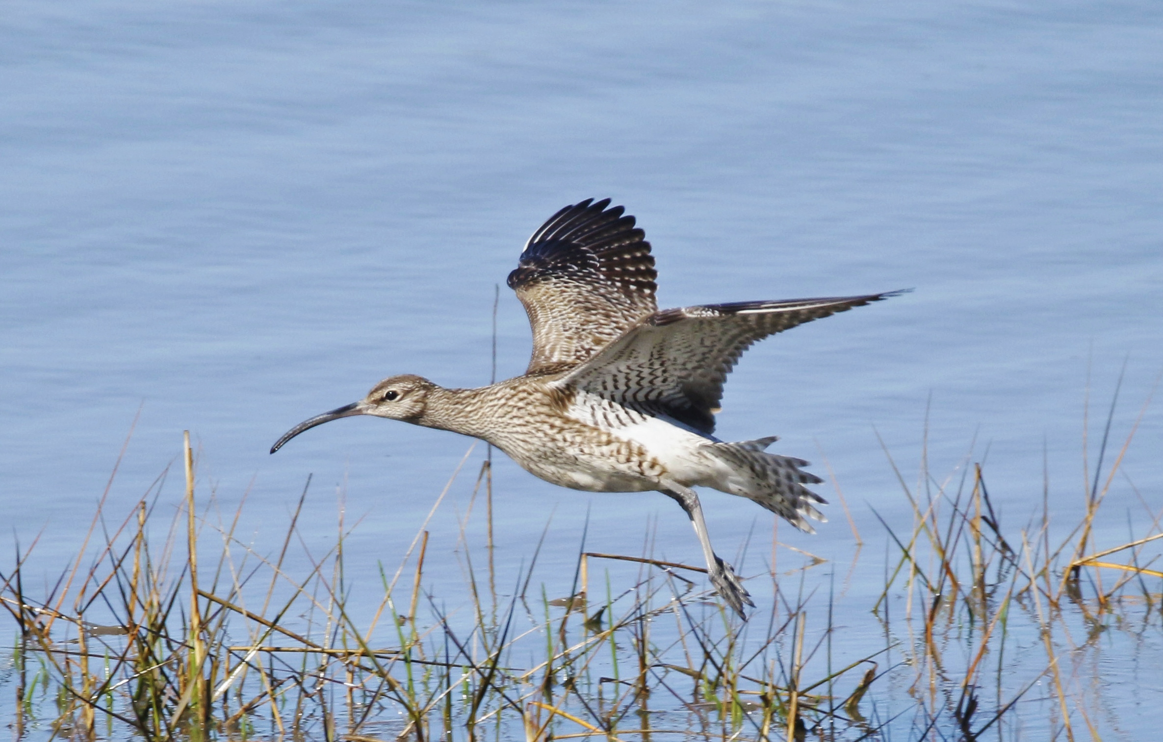 Sightings – Glamorgan Bird Club