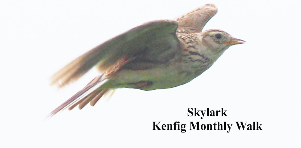 We heard the Quail on Saturday Kenfig Walk – Glamorgan Bird Club