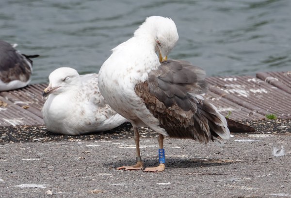 Cosmeston – Glamorgan Bird Club