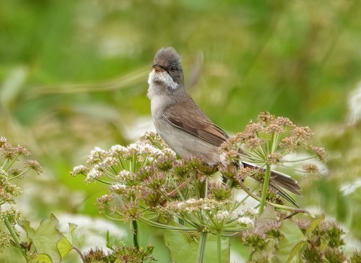 Cosmeston – Glamorgan Bird Club